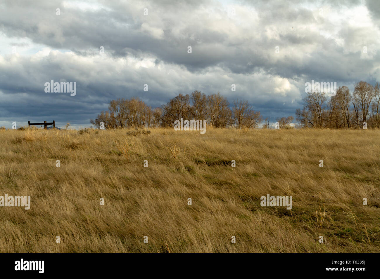 Springtime in the evening light, deciduous trees, prairie grasses ...
