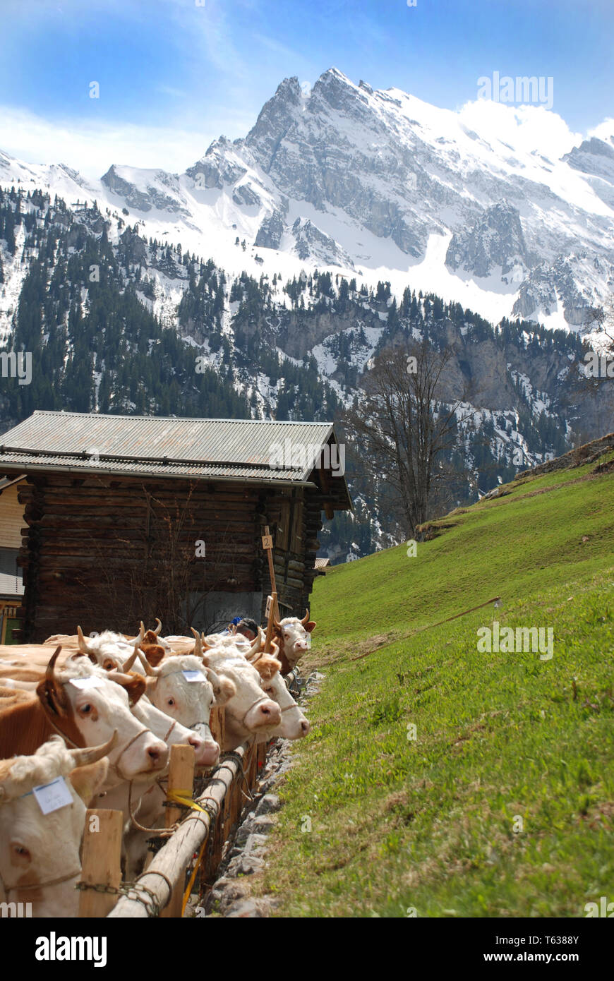 Swiss alpine dairy farm Stock Photo - Alamy