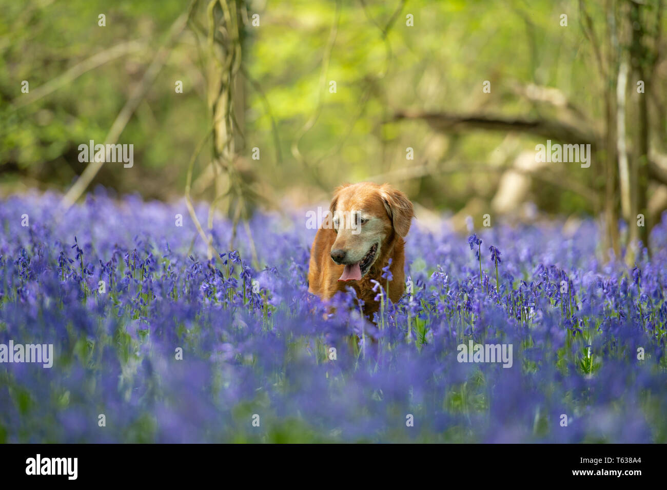 Cute dog in bluebells Stock Photo - Alamy