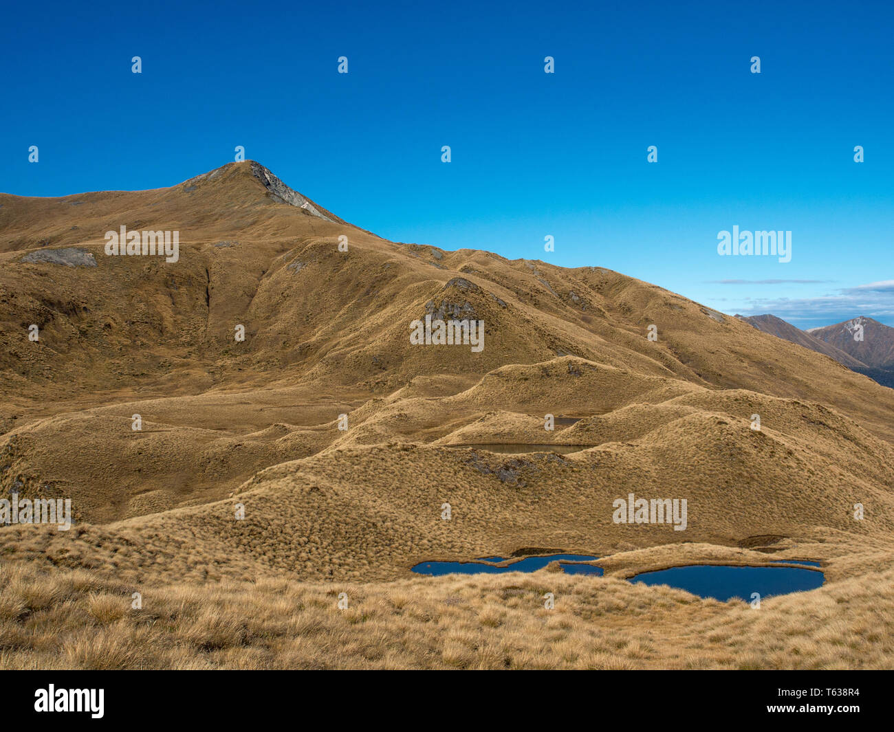 Above the treeline, tussock country and alpine tarns, Mt Burns Track ...
