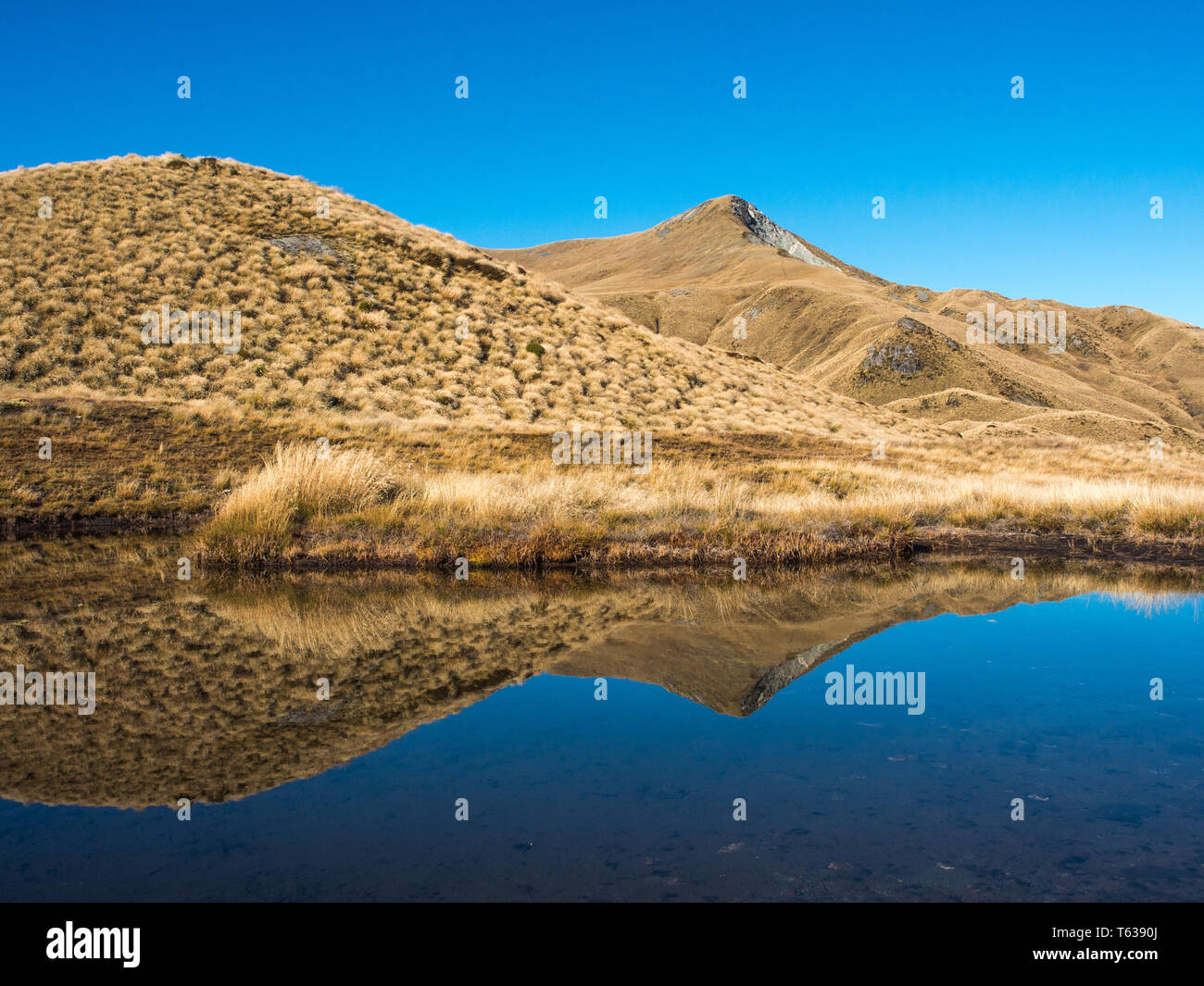Above the treeline, tussock country reflection in alpine tarn, Mt Burns ...