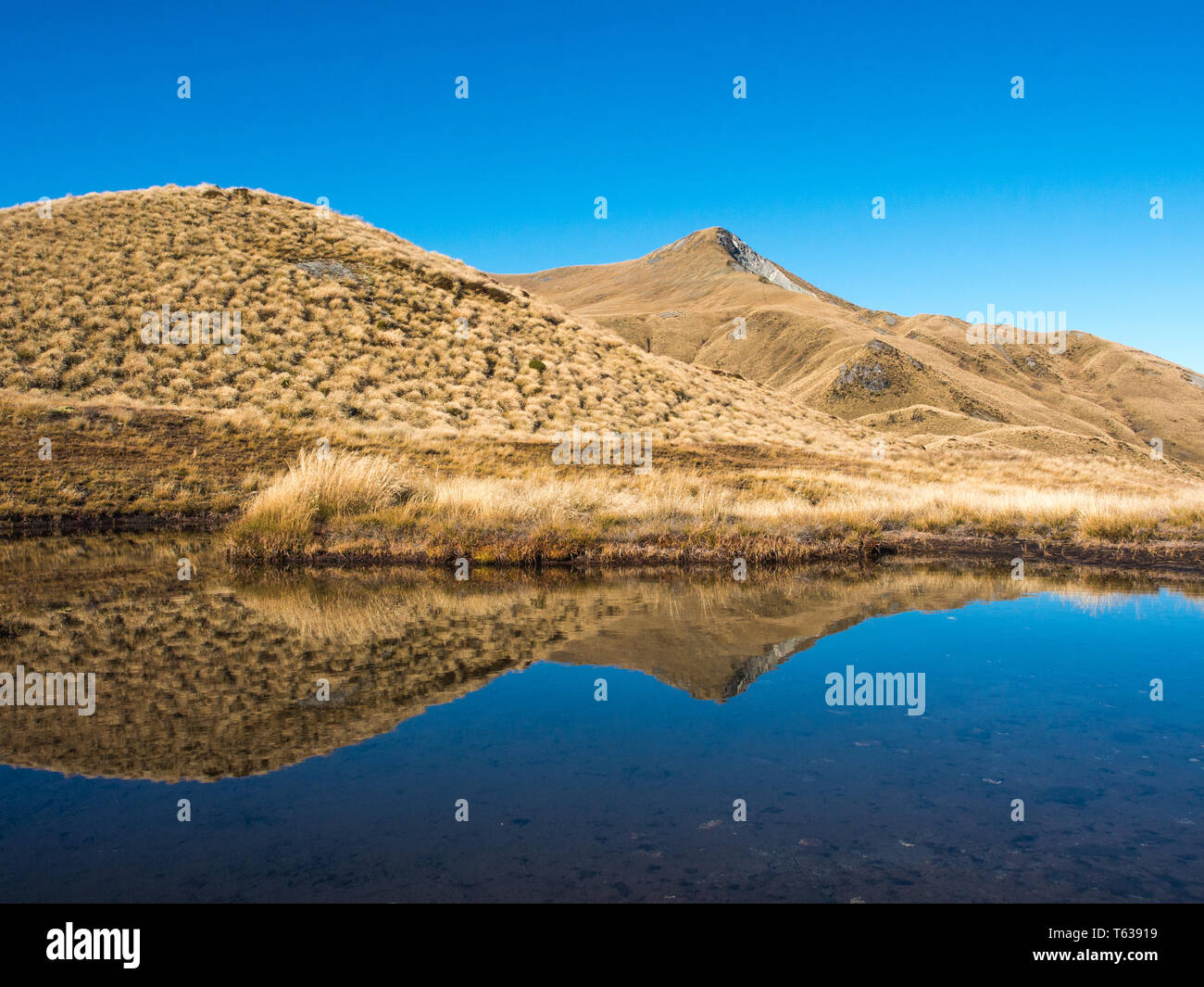 Above the treeline, tussock country reflection in alpine tarn, Mt Burns ...