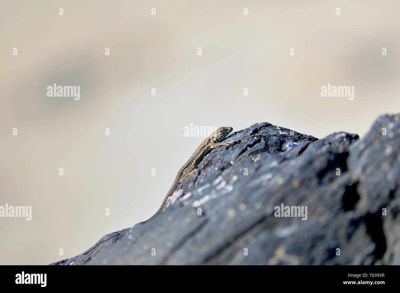 Chile lizards hi-res stock photography and images - Alamy