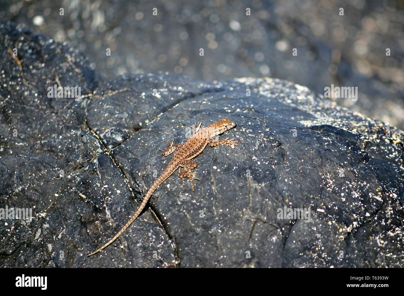 Lizard, Atacama, Chile Stock Photo - Alamy