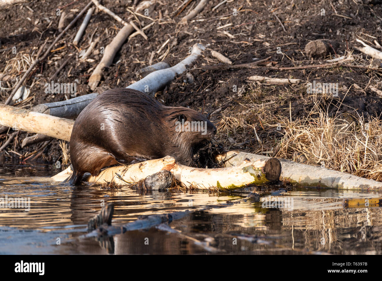 Canadian beaver beaver dam canadensis hi-res stock photography and ...