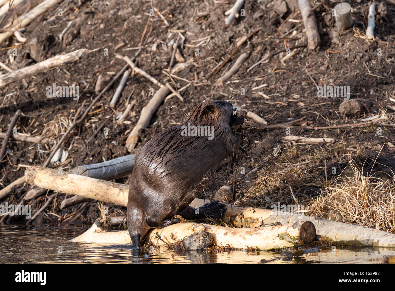 A large beaver climbing across logs to carry mud and sticks up side of ...