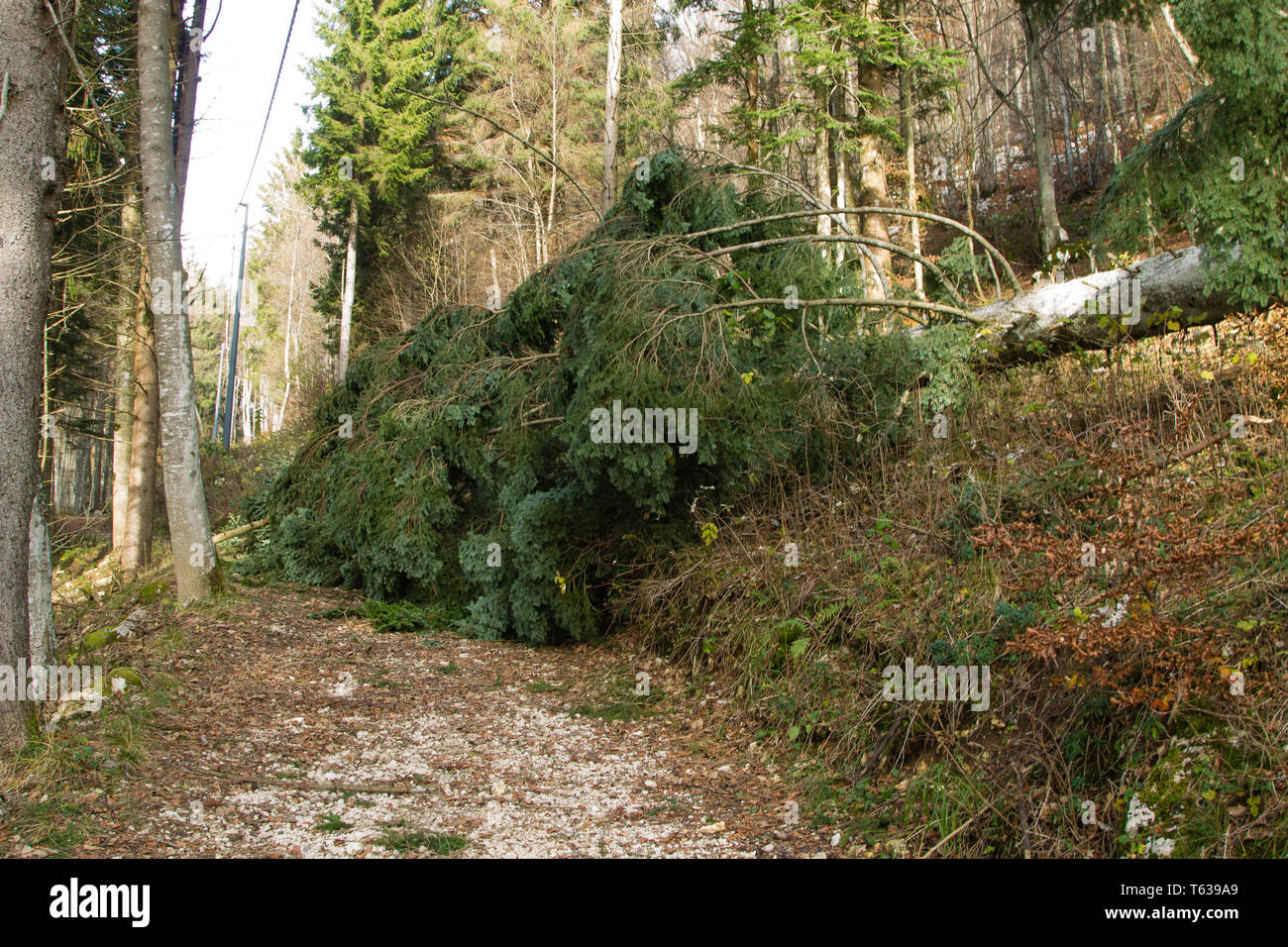 Tree knocked down by the wind along a trekking path Stock Photo - Alamy