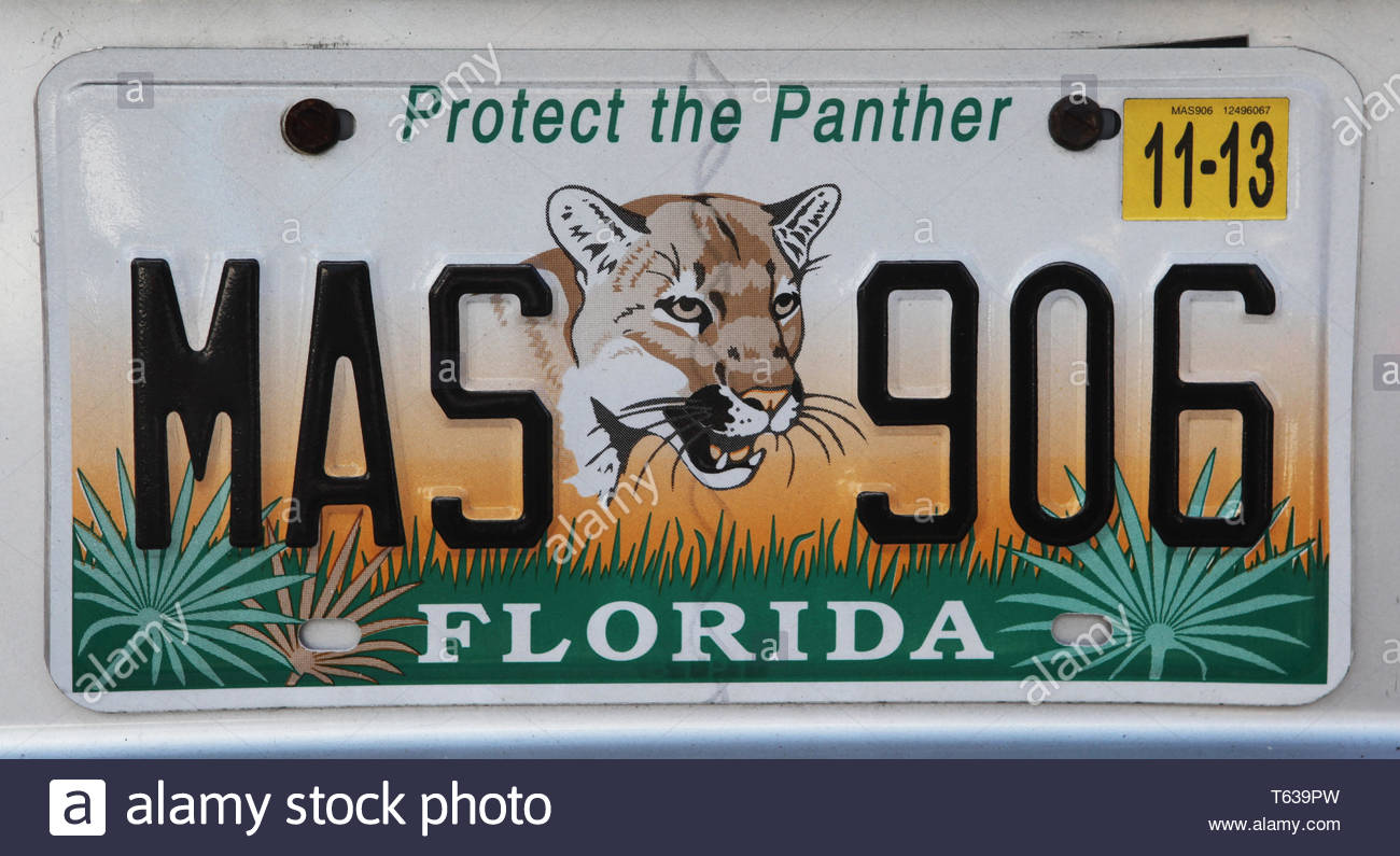 Florida Panther Stock Photos & Florida Panther Stock Images - Alamy