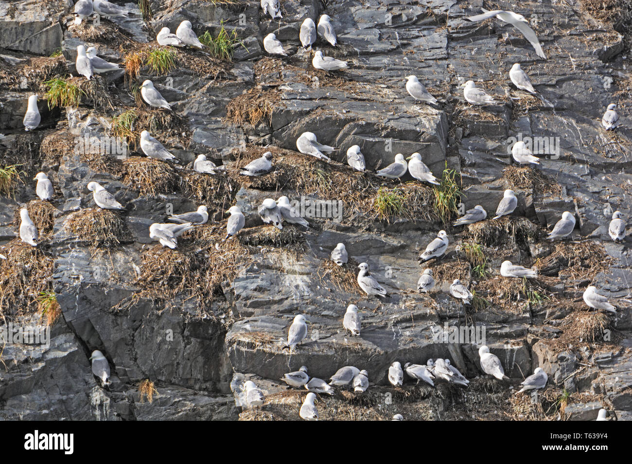 Rookery habitat hi-res stock photography and images - Alamy