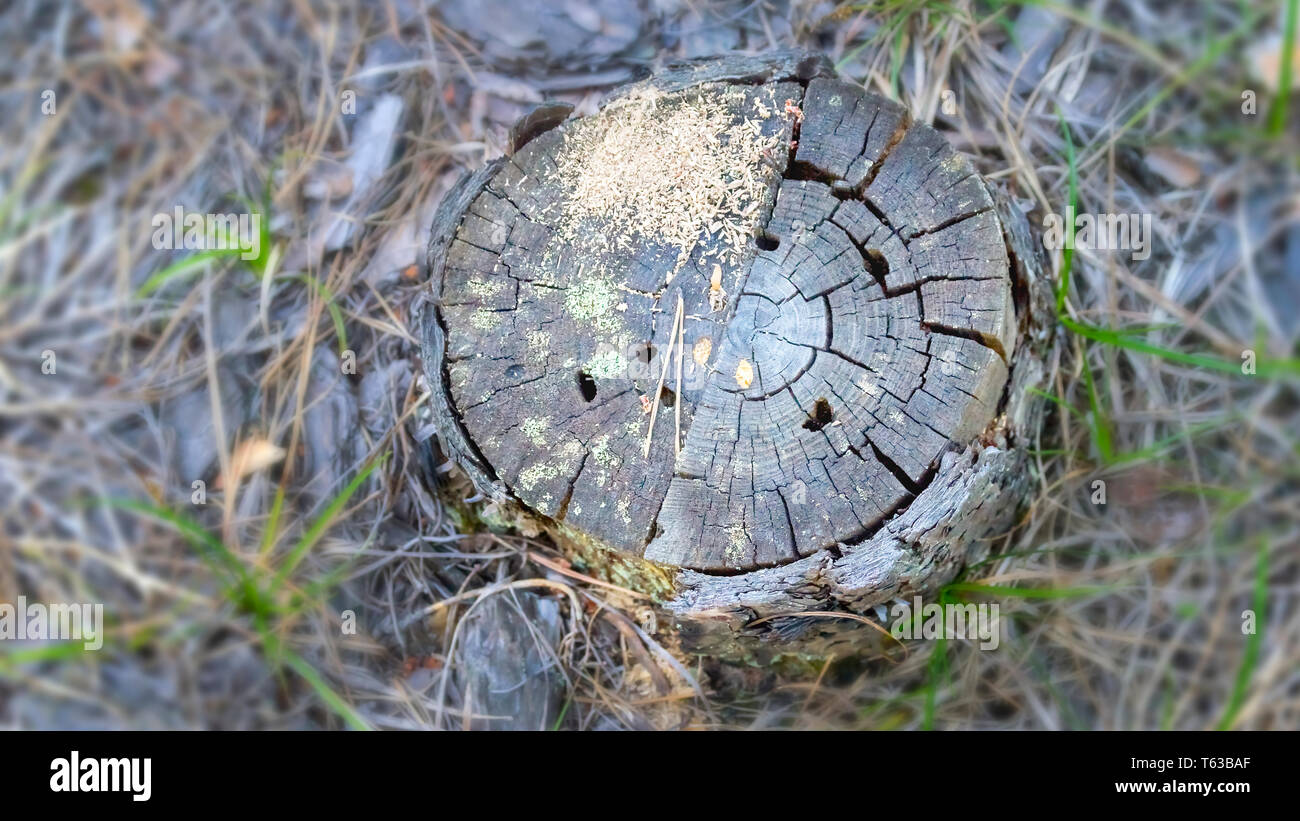 Pine tree stump hi-res stock photography and images - Alamy