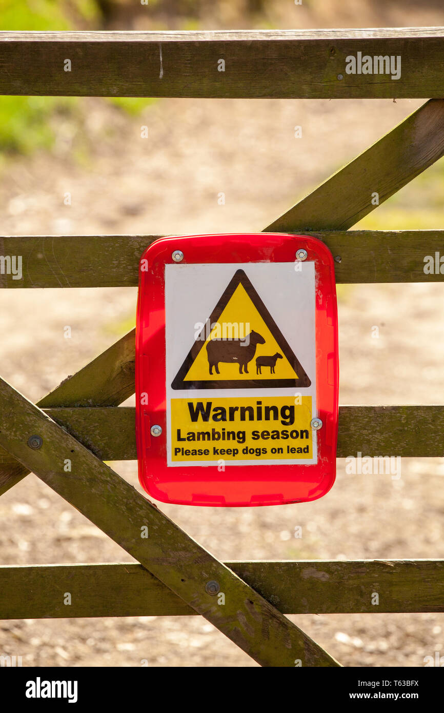 Lambing hi-res stock photography and images - Alamy