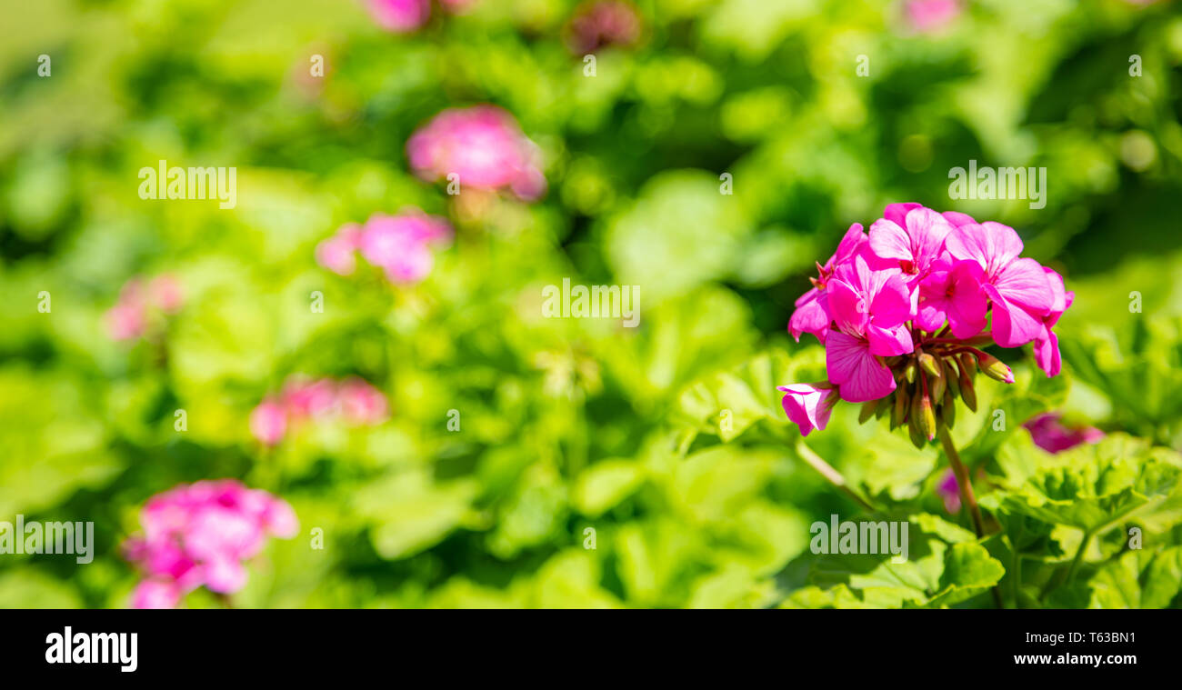 Bright pink color geranium flower and leaves against blur green nature ...