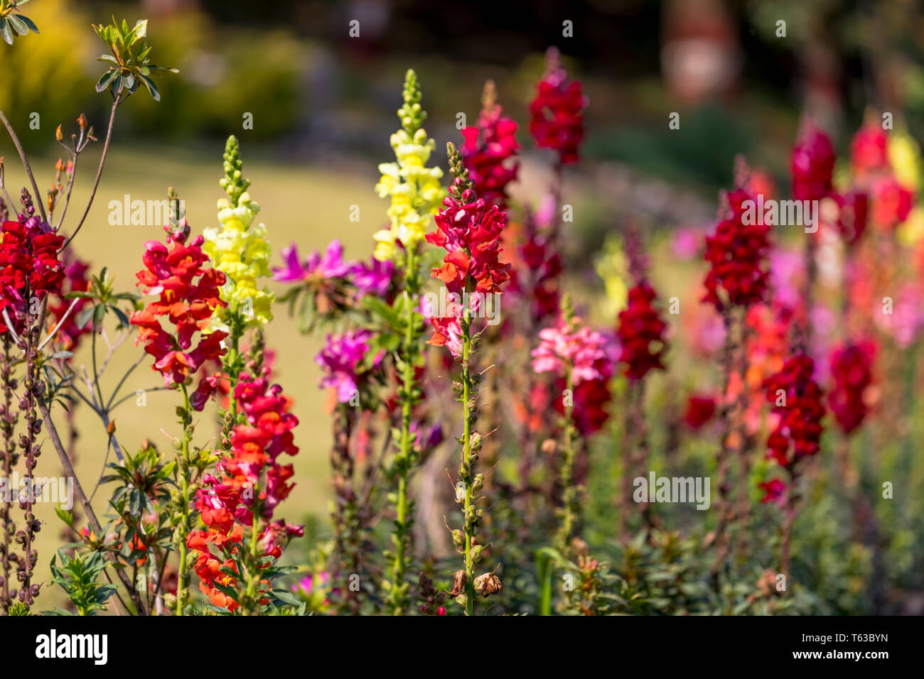 Snapdragon, Antirrhinum majus, is native to parts of China and the US ...
