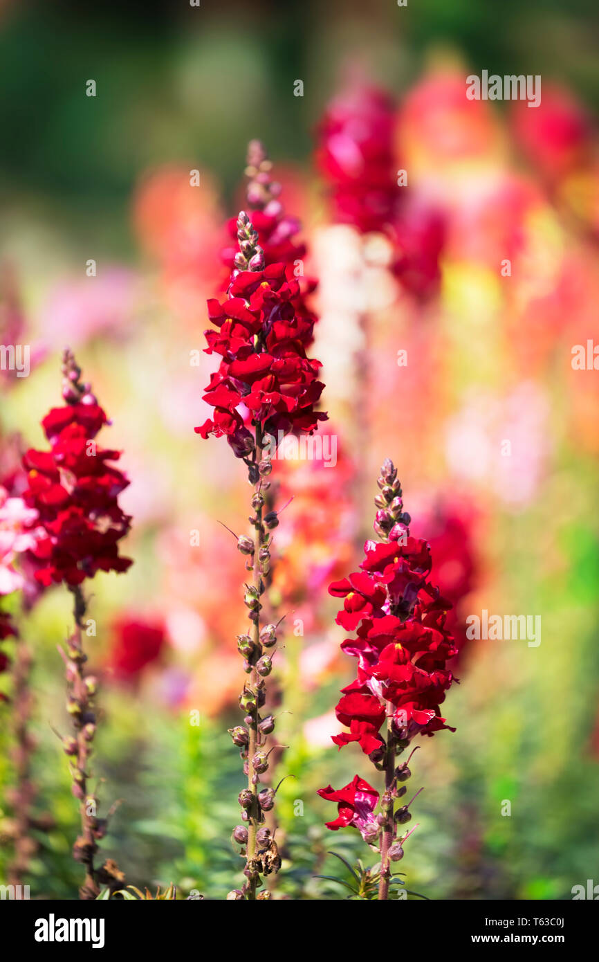 Snapdragon, Antirrhinum majus, is native to parts of China and the US ...