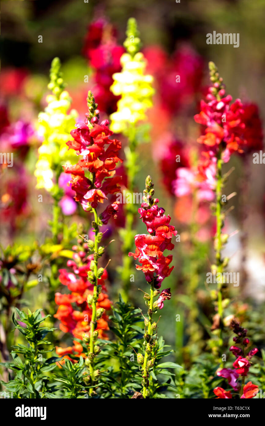Snapdragon, Antirrhinum majus, is native to parts of China and the US ...