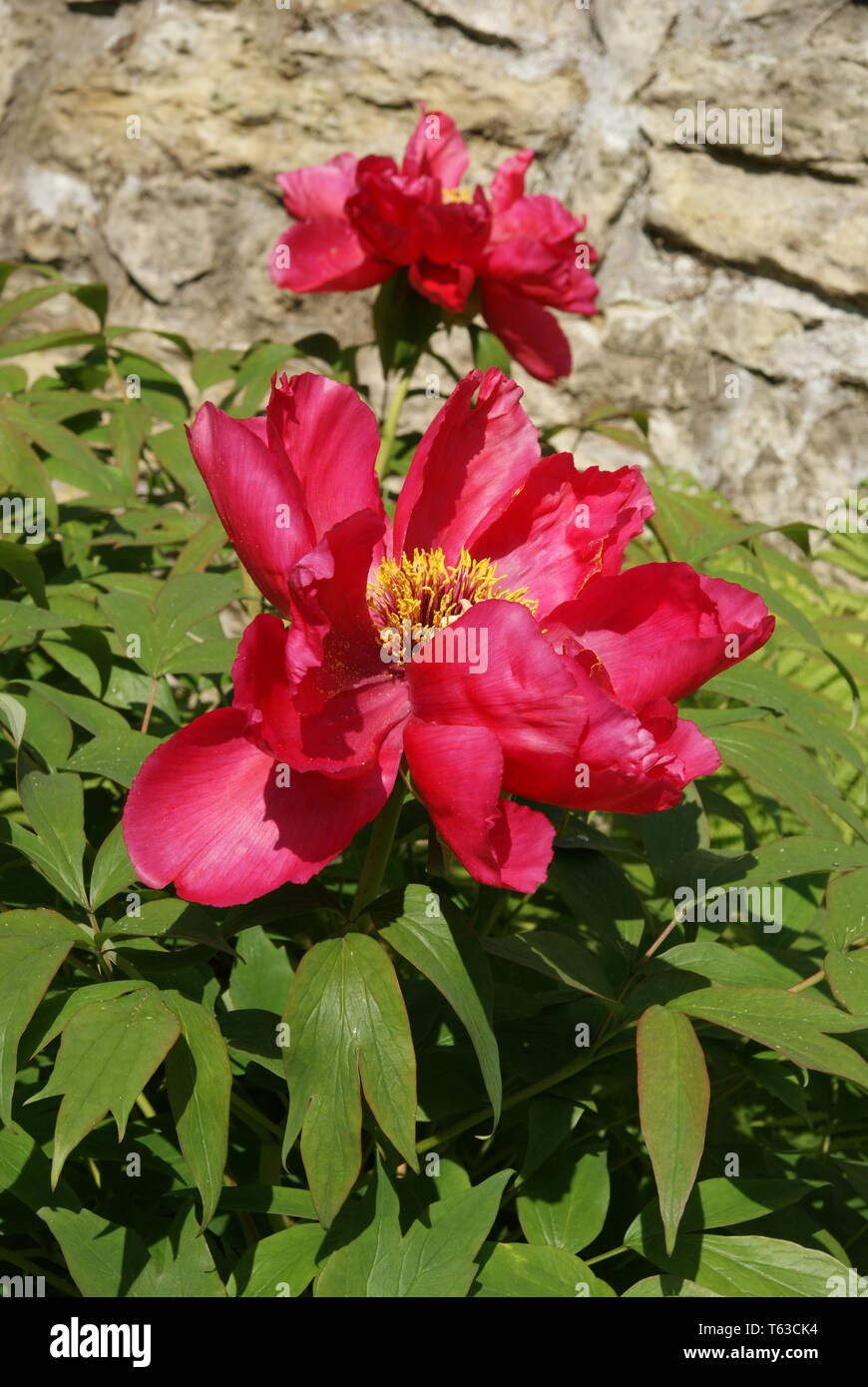 Tree peony (Paeonia Stock Photo - Alamy