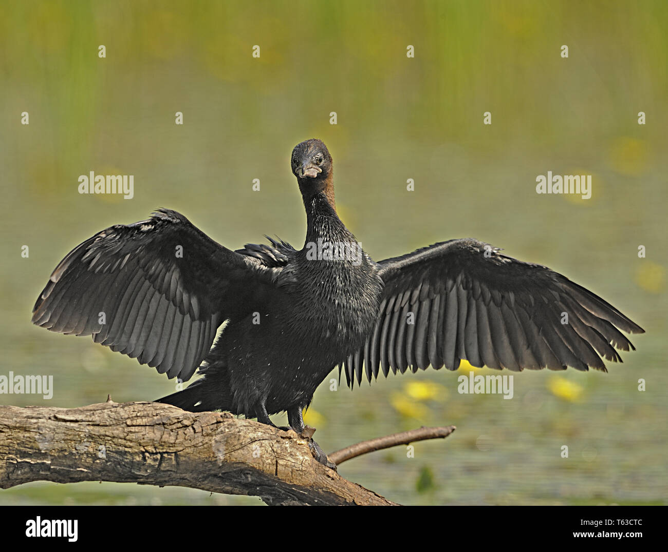 Pygmy Cormorant, Microcarbo pygmaeus Stock Photo - Alamy