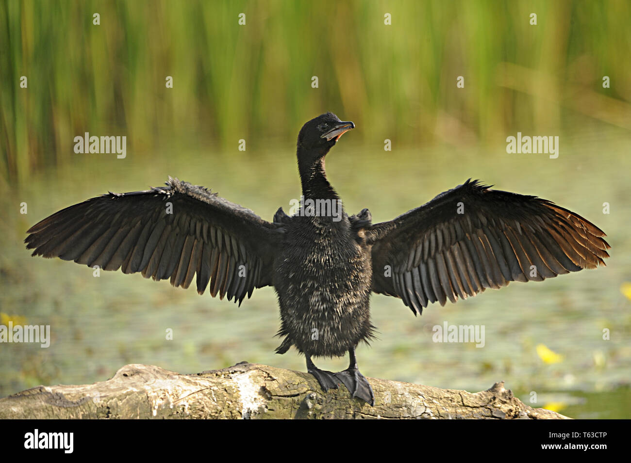 Pygmy Cormorant, Microcarbo pygmaeus Stock Photo - Alamy