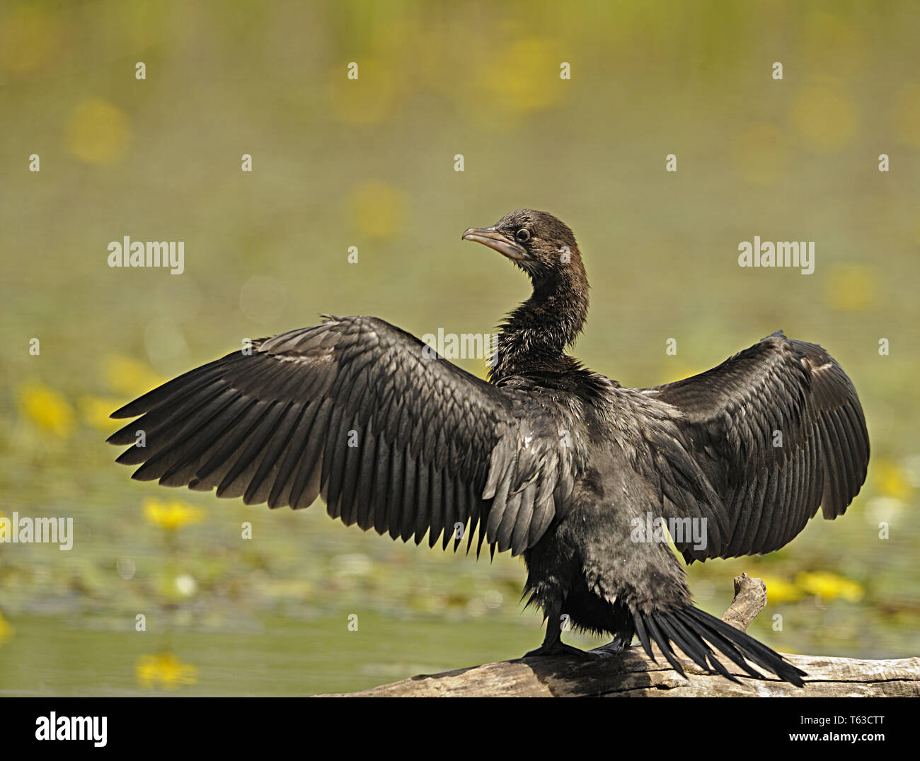 Pygmy Cormorant, Microcarbo pygmaeus Stock Photo - Alamy