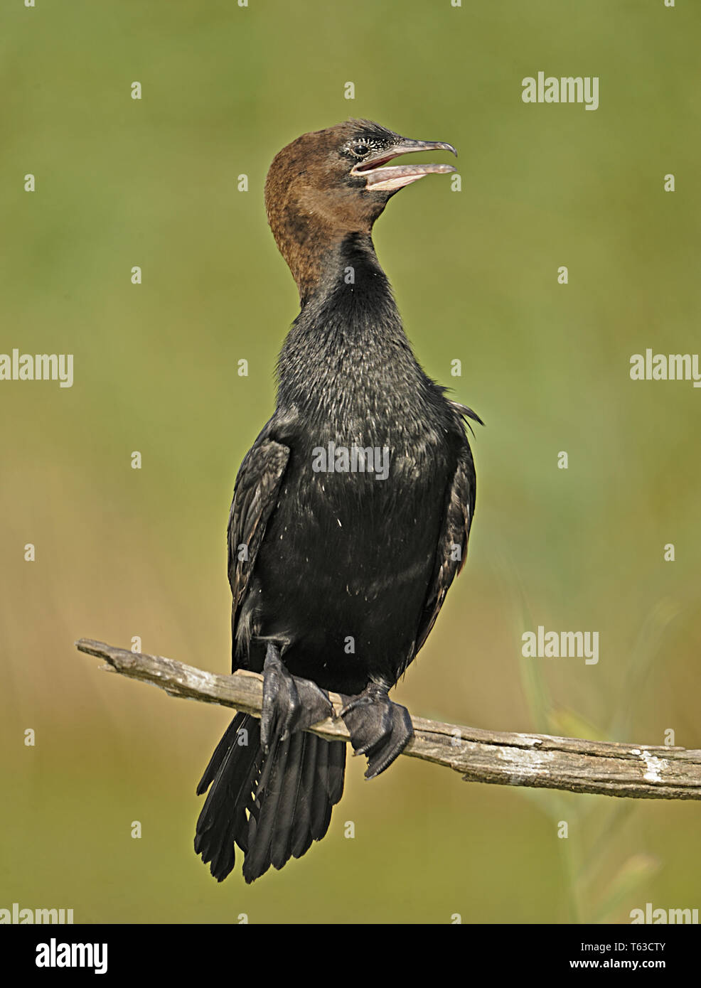 Pygmy Cormorant, Microcarbo pygmaeus Stock Photo - Alamy