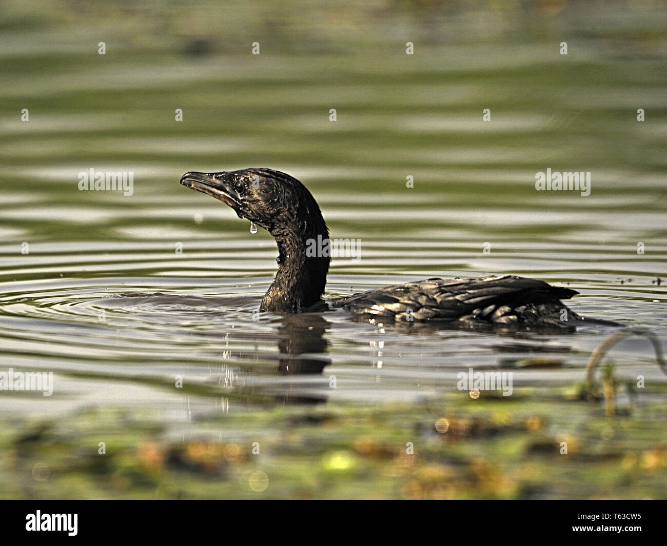 Pygmy Cormorant, Microcarbo pygmaeus Stock Photo - Alamy