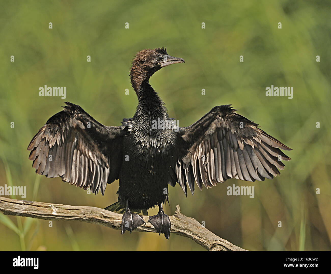 Pygmy Cormorant, Microcarbo pygmaeus Stock Photo - Alamy