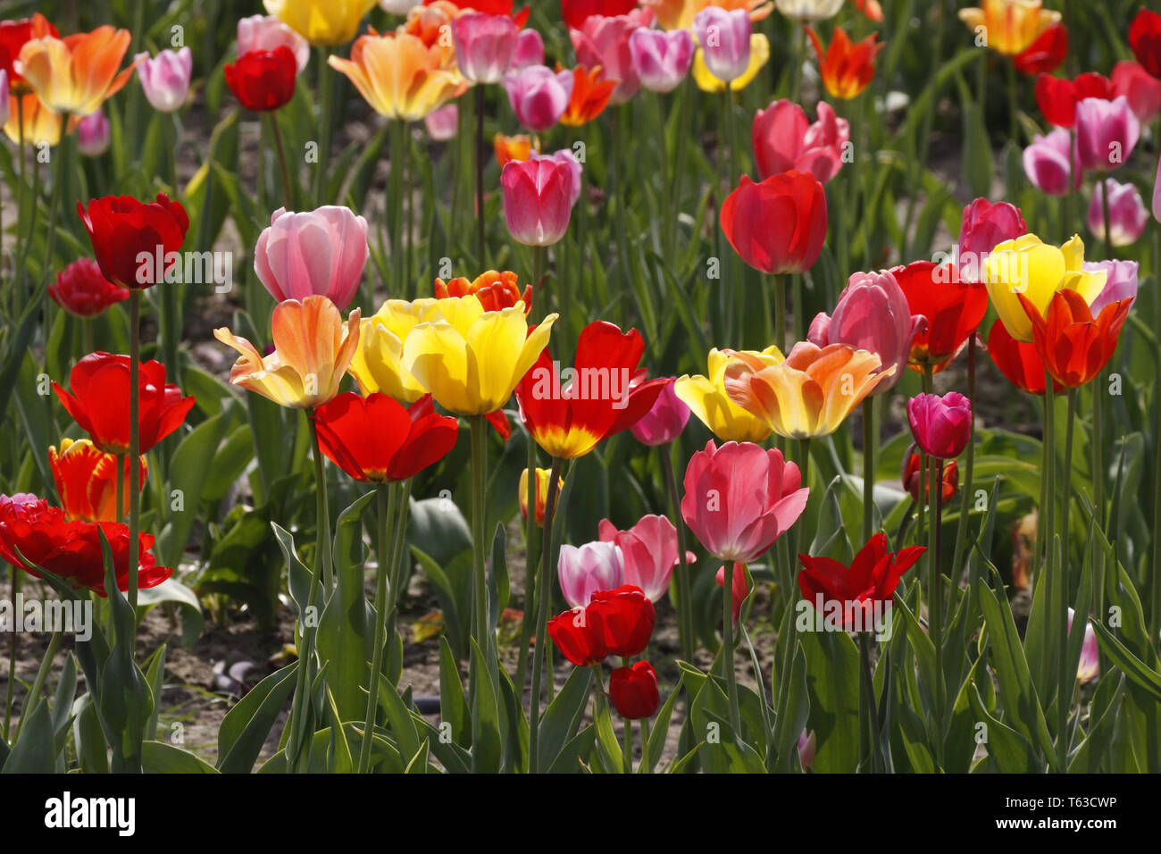 Tulip blooming season in the Netherlands, Europe Stock Photo - Alamy