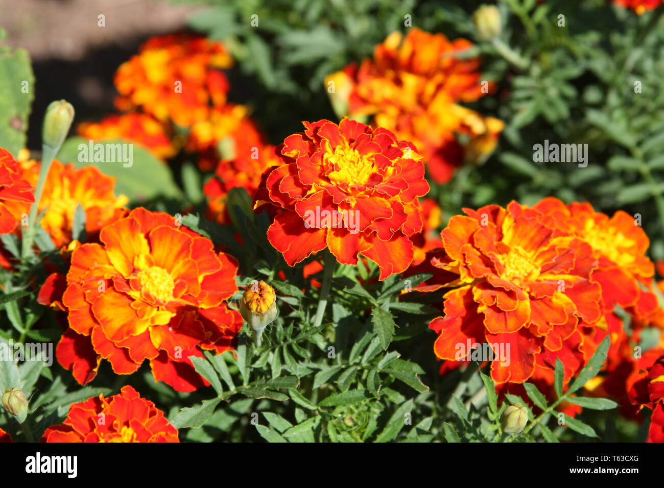Orange marigolds (Tagetes patula) in the garden Stock Photo - Alamy