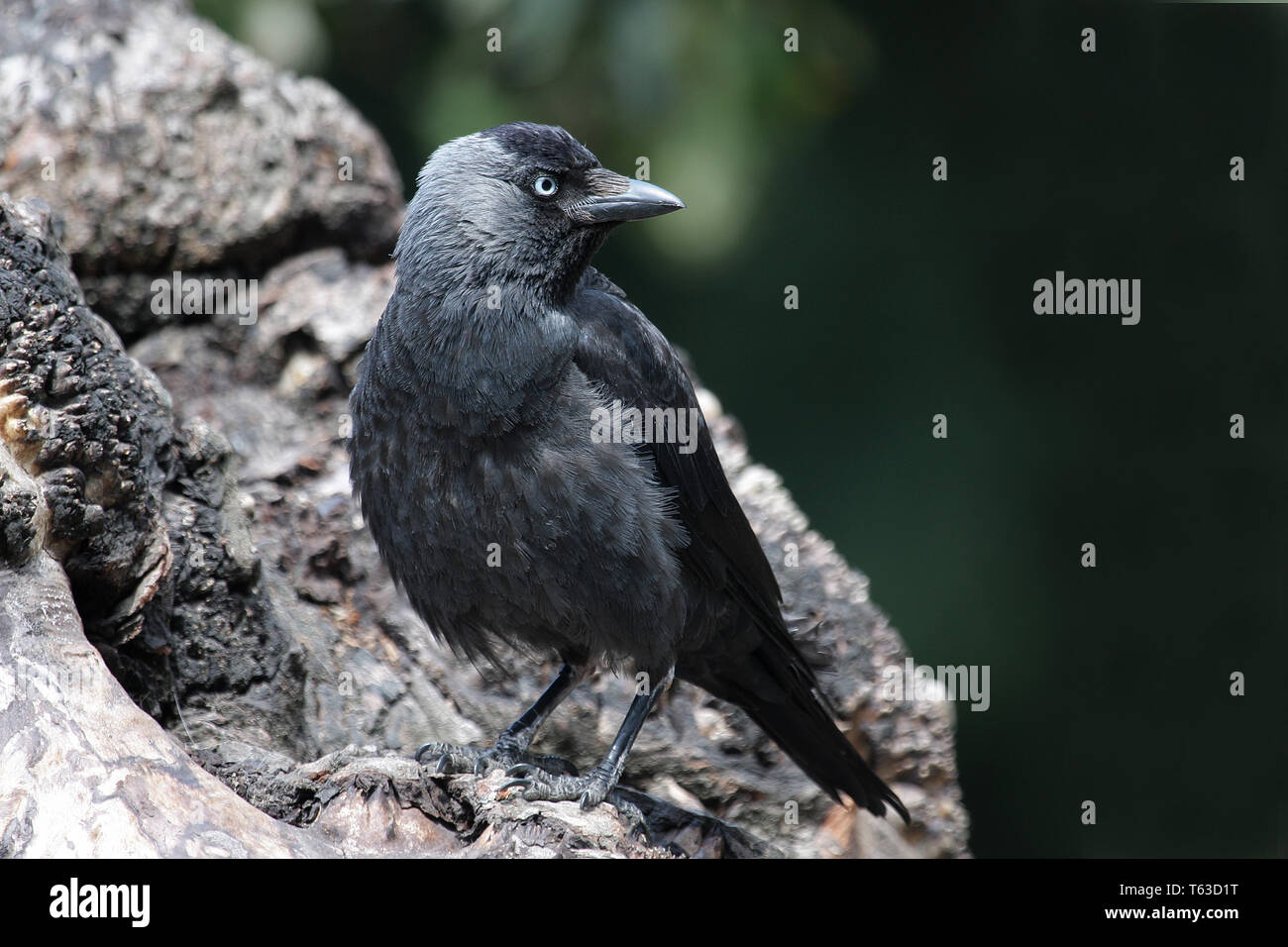 Jackdaw, Coloeus monedula Stock Photo - Alamy