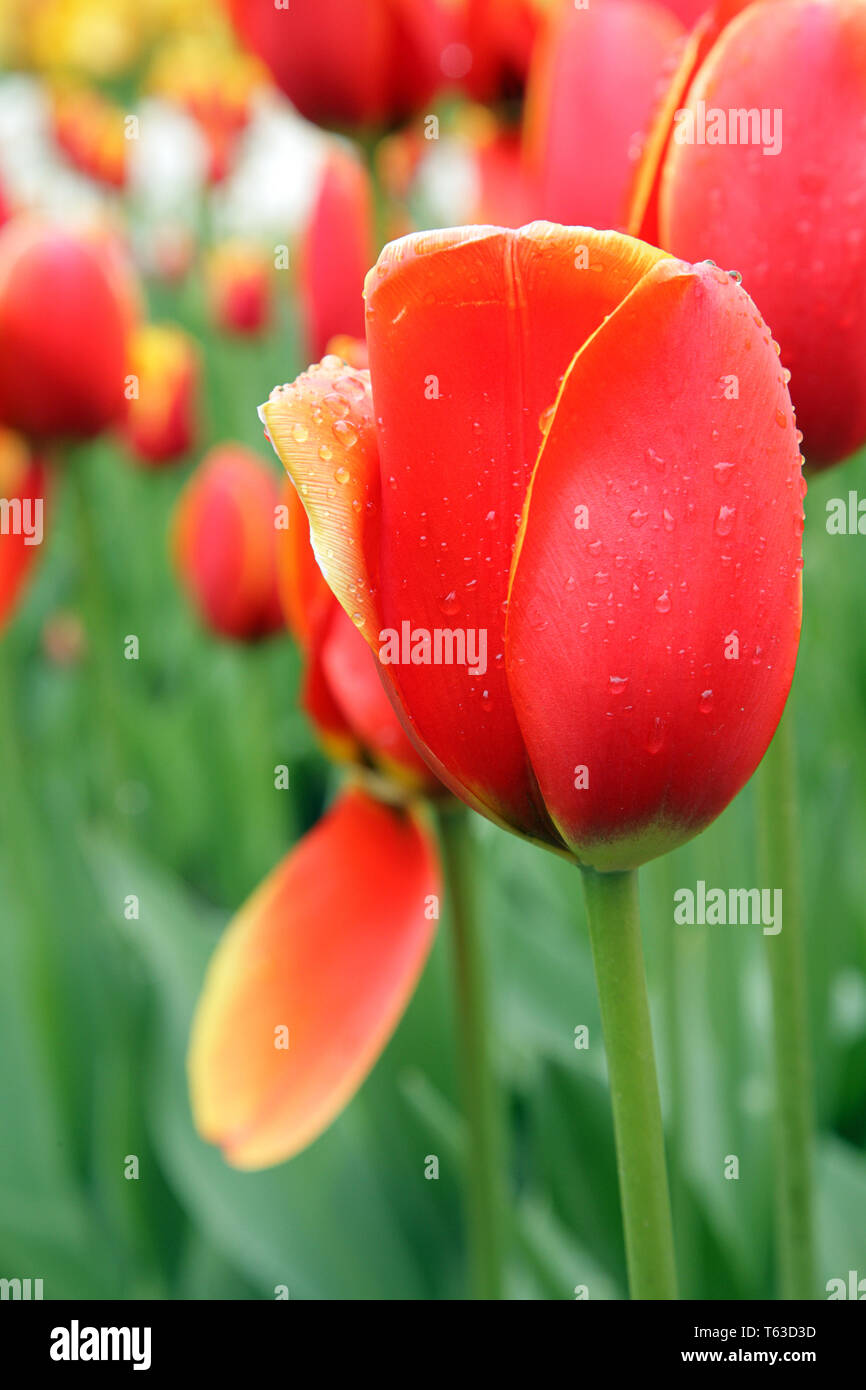 Tulip blooming season in the Netherlands, Europe Stock Photo - Alamy