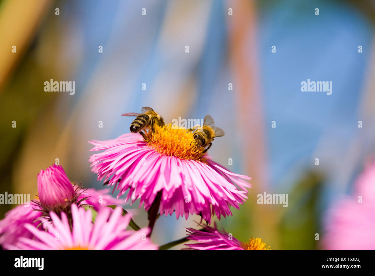 Mellifica nature hi-res stock photography and images - Alamy