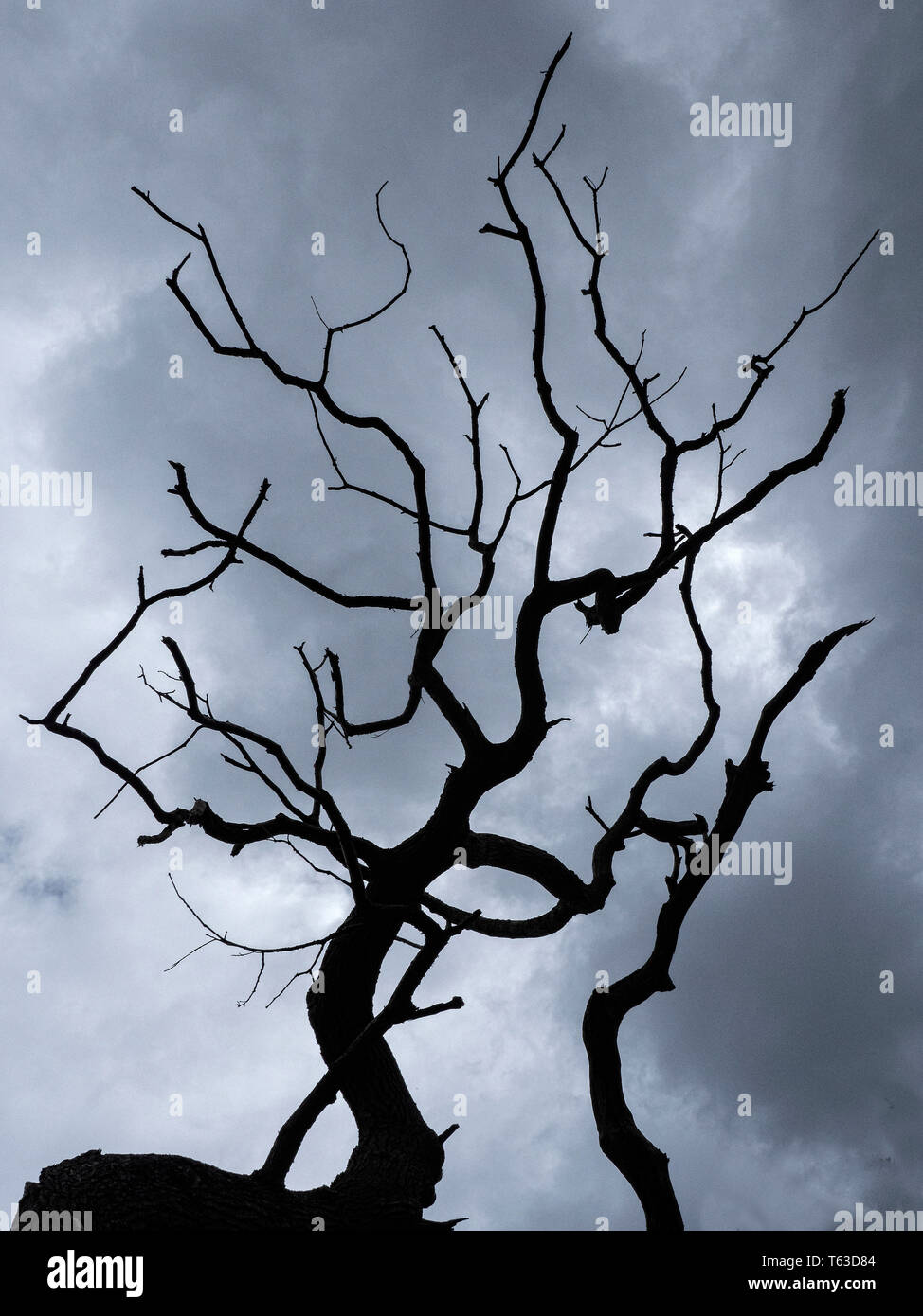 Tree skeleton hi-res stock photography and images - Alamy