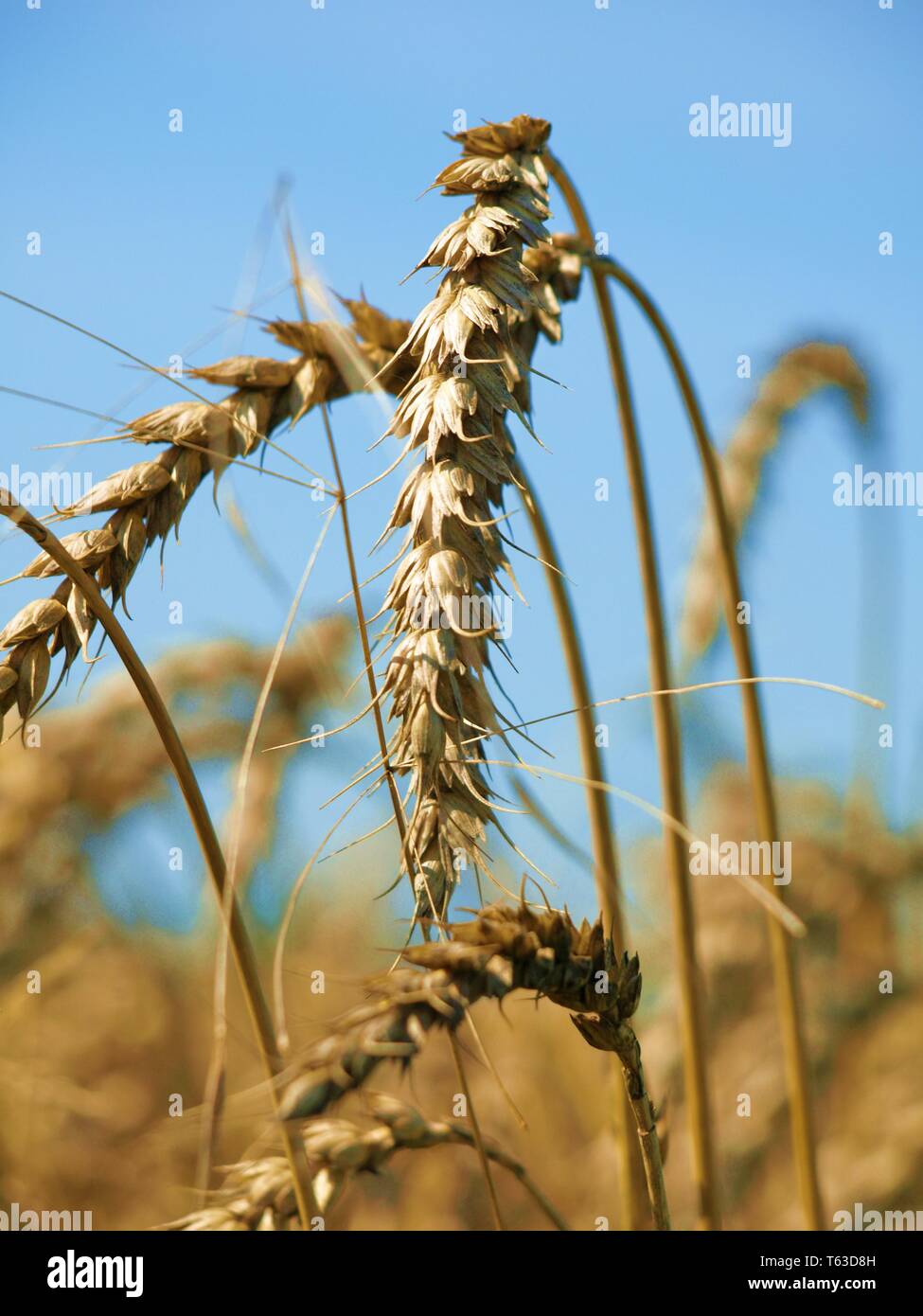 Barley, Hordeum vulgare Stock Photo - Alamy