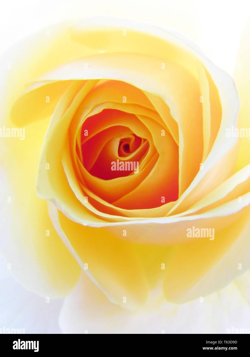 Gerald rose hi-res stock photography and images - Alamy