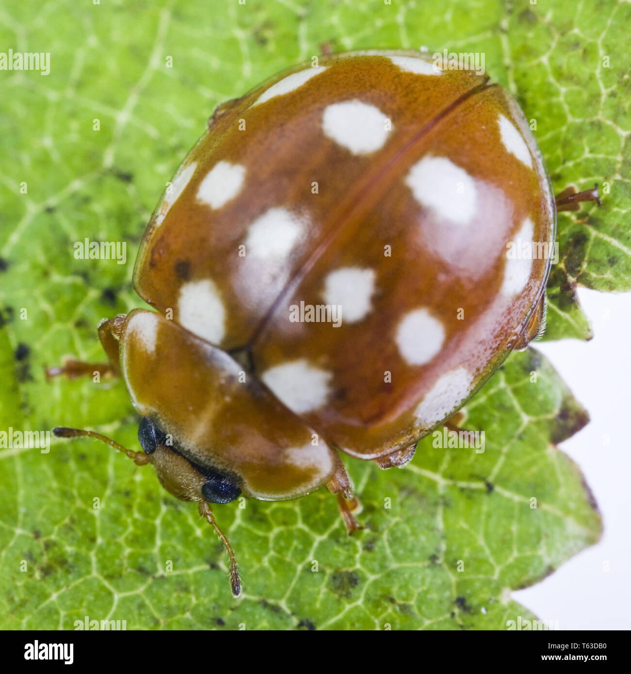 Quatuordecimguttata High Resolution Stock Photography and Images - Alamy