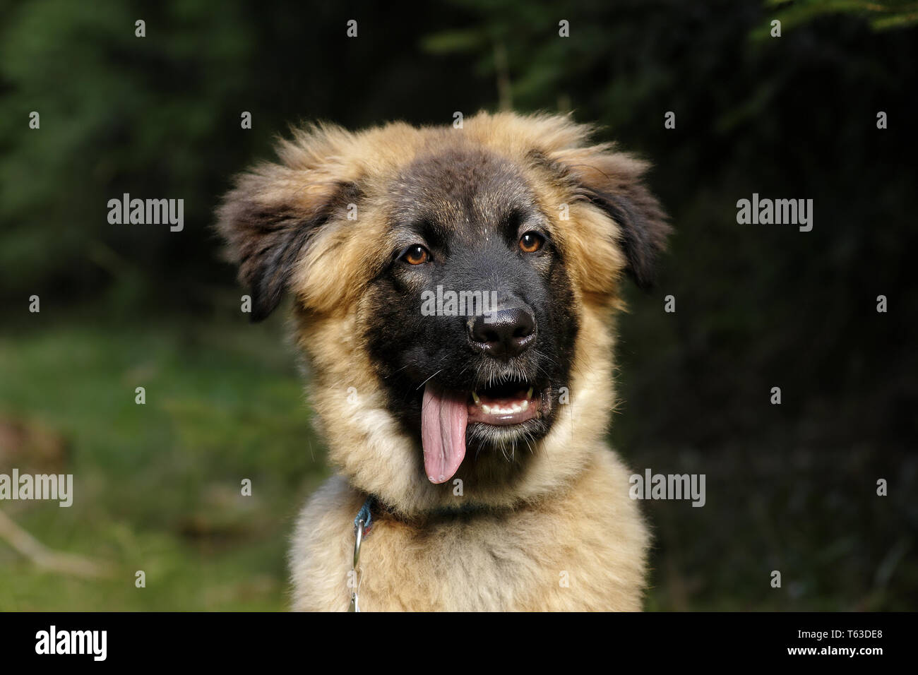 Russian Dog High Resolution Stock Photography and Images - Alamy