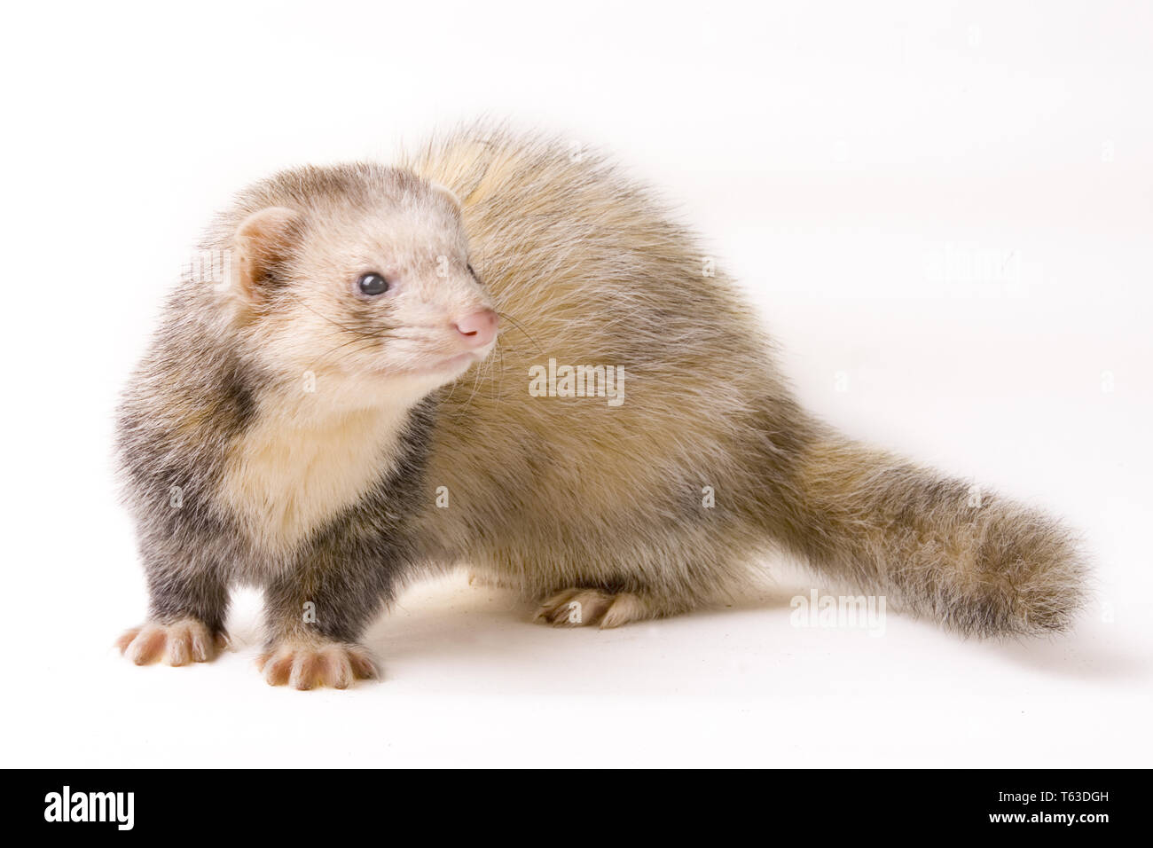 Ferret [Mustela putorius furo] Stock Photo - Alamy