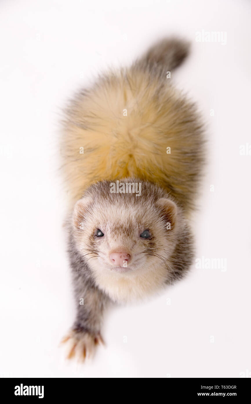 Ferret [Mustela putorius furo] Stock Photo - Alamy
