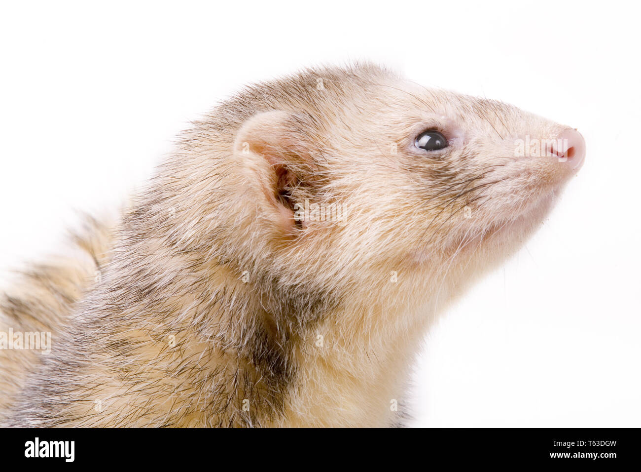 Ferret [Mustela putorius furo] Stock Photo - Alamy