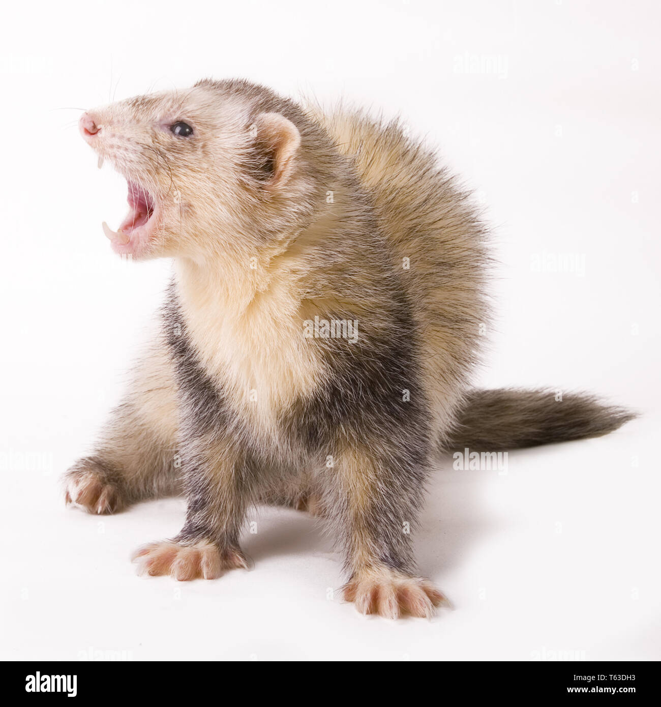 Mustela putorius furo domestic hi-res stock photography and images - Alamy