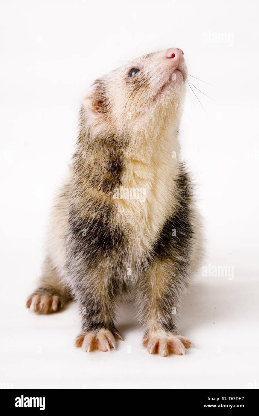 Mustela putorius furo hi-res stock photography and images - Alamy