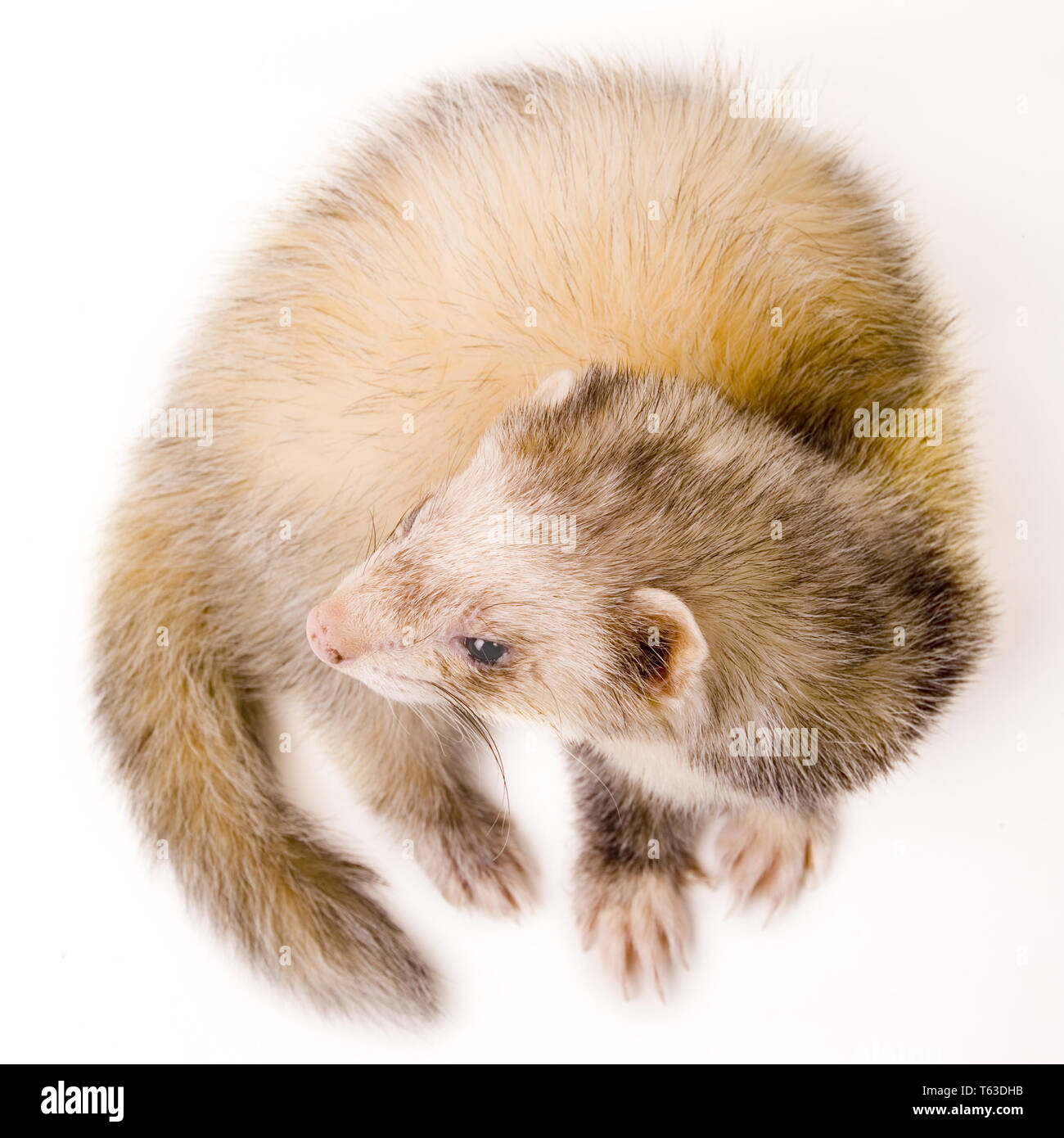 Mustela putorius furo hi-res stock photography and images - Alamy