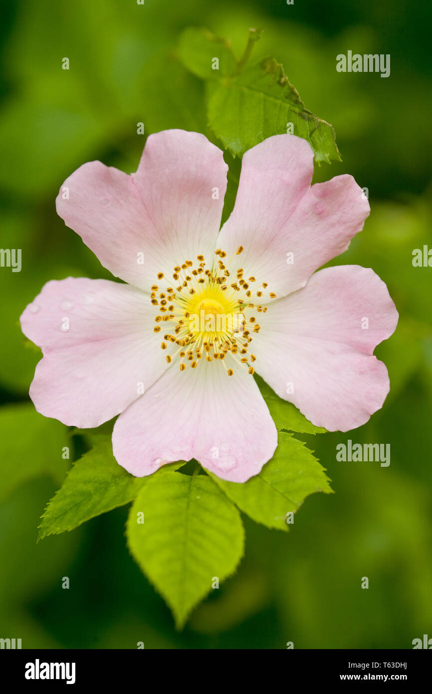 Rosehip or dog rose, Rosa canina Stock Photo - Alamy
