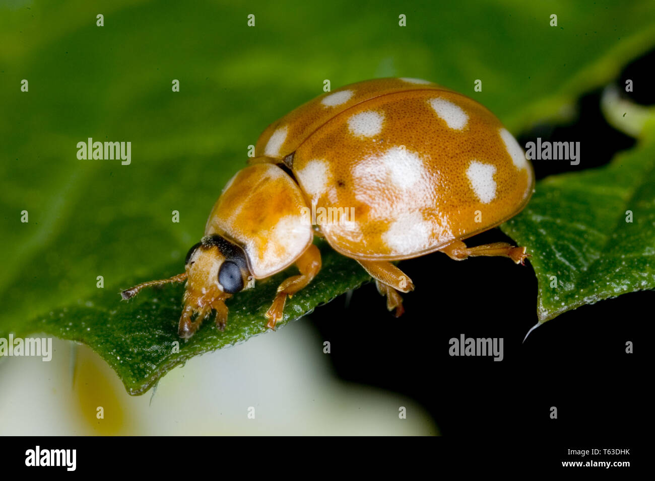 Quatuordecimguttata hi-res stock photography and images - Alamy