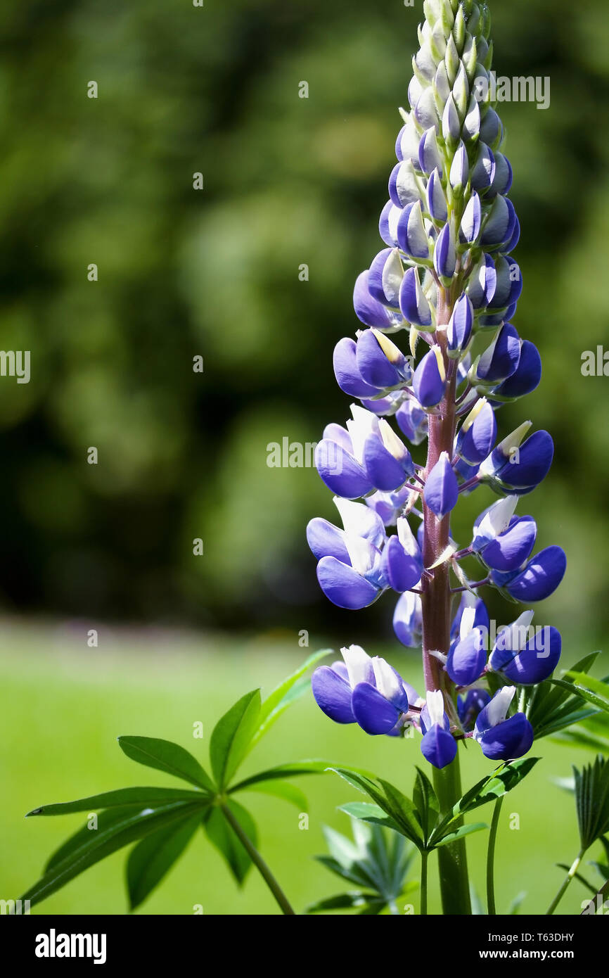 lupin [genus Lupinus] Stock Photo - Alamy