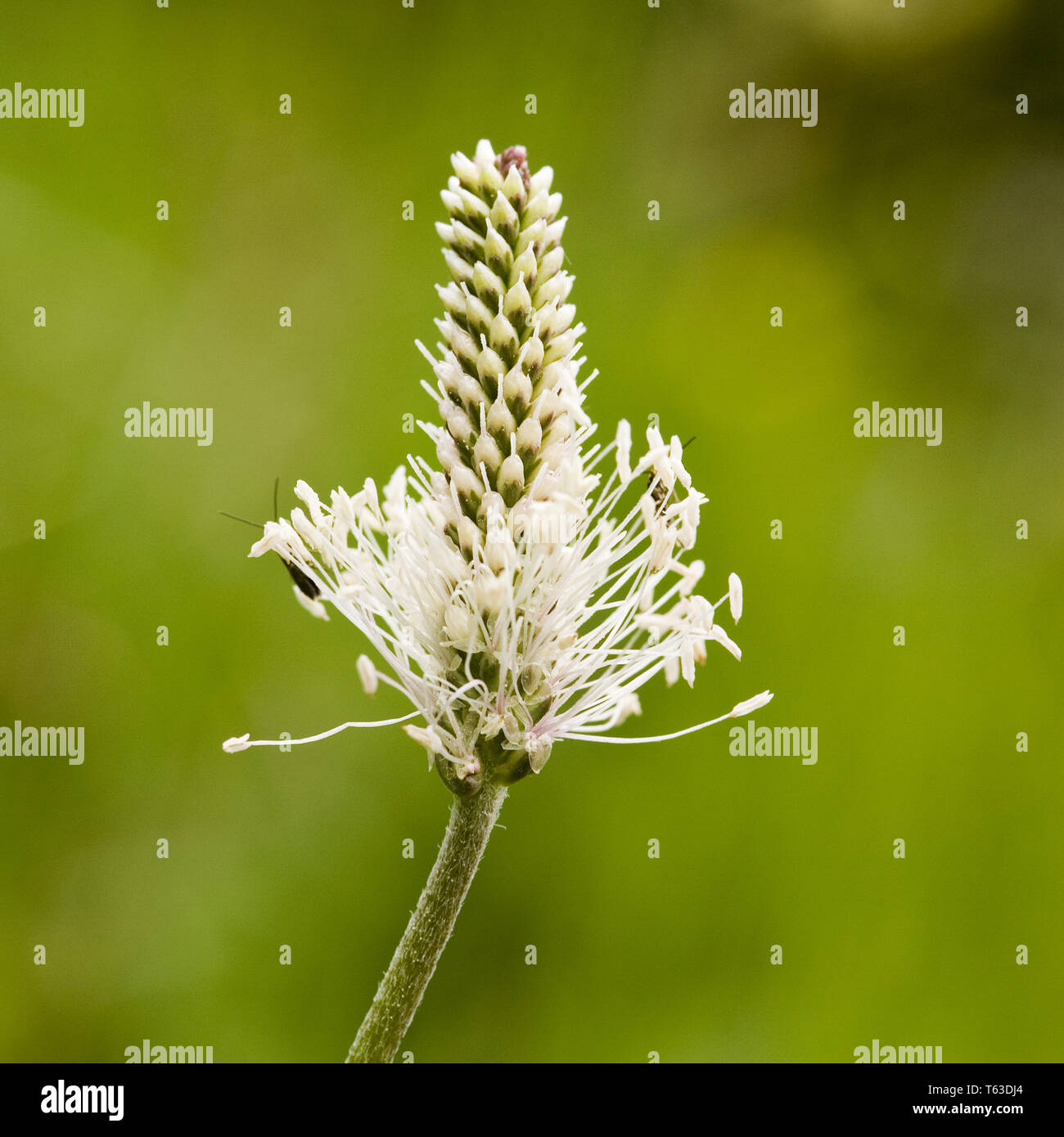 Ribwort plantago lanceolata hi-res stock photography and images - Alamy