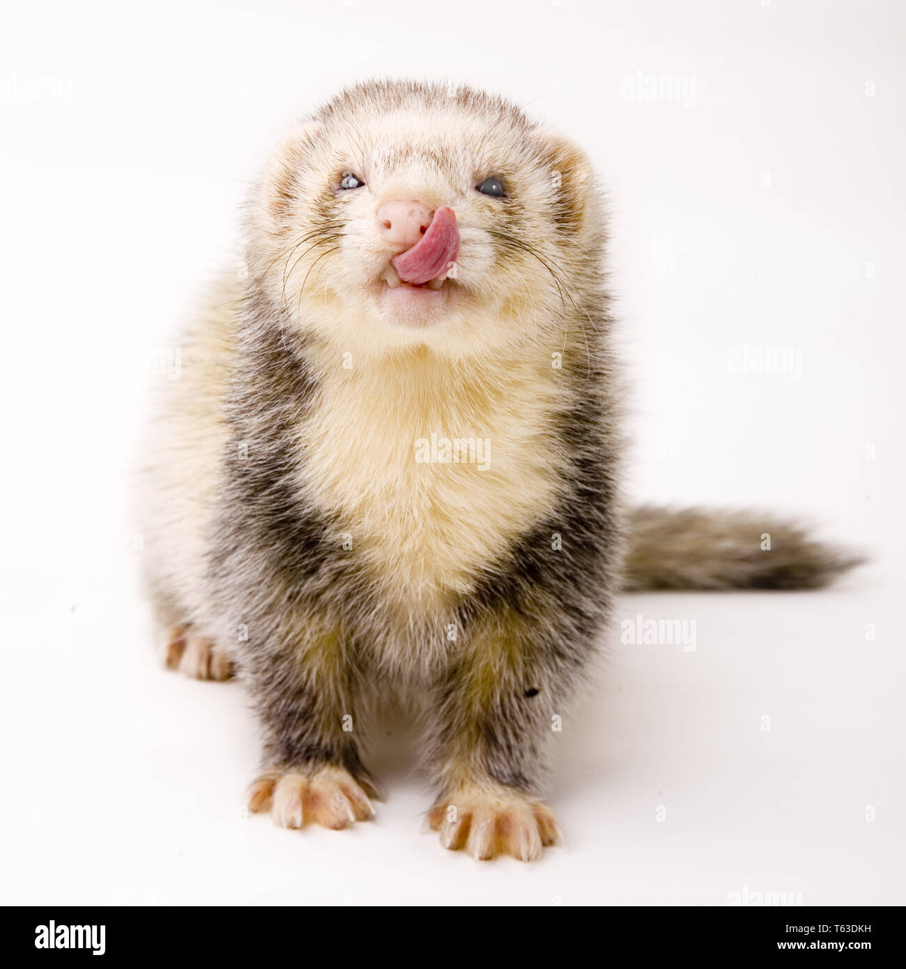 Ferret [Mustela putorius furo] Stock Photo - Alamy