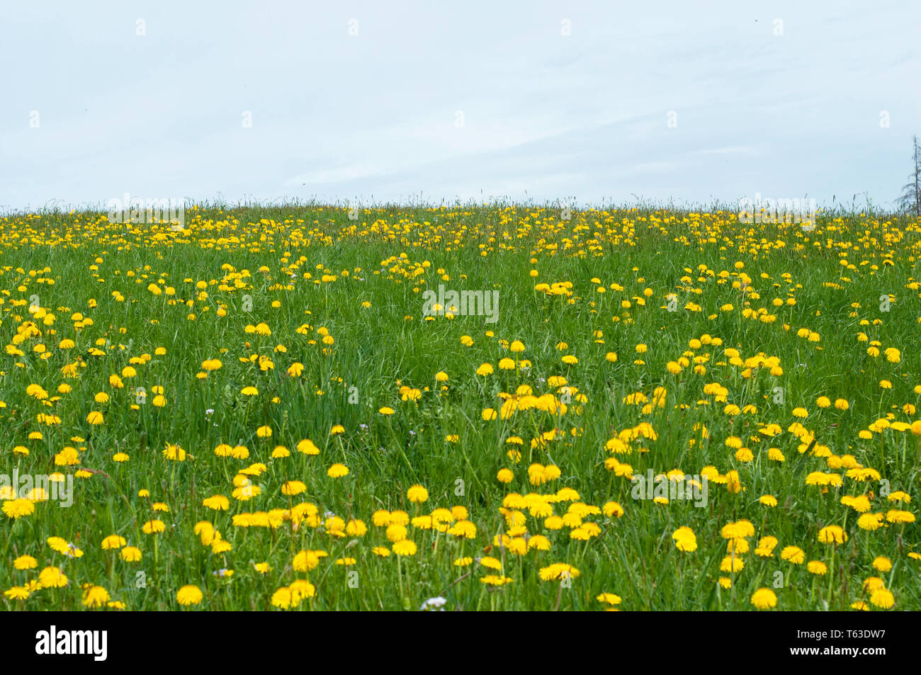 Dandelion Field New Year Plant Hunt Dandelions Botany Karen