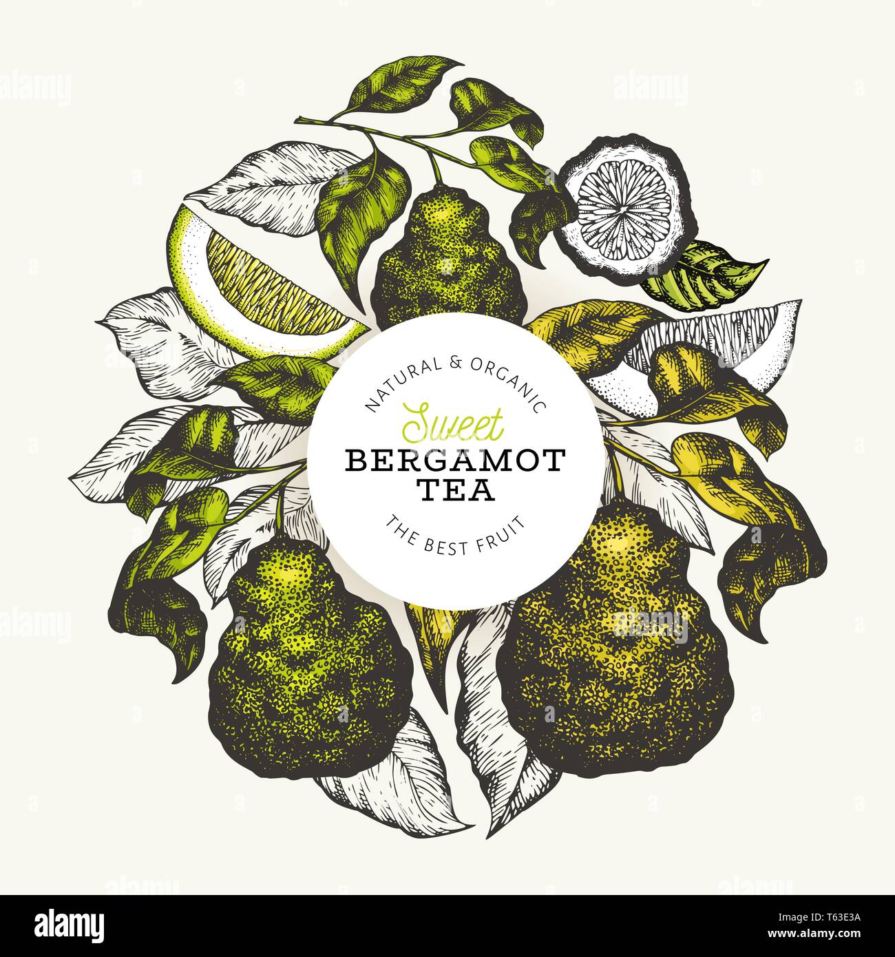 Bergamot branch design template. Kaffir lime logo. Hand drawn vector ...