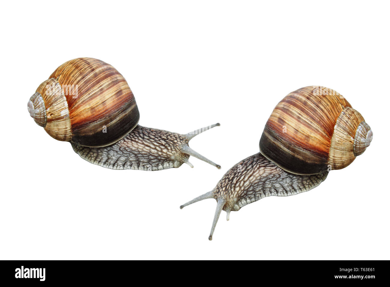 Snails on white hi-res stock photography and images - Alamy